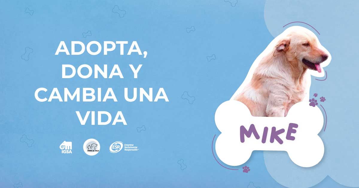 2023 adopta Archivos - IGSA